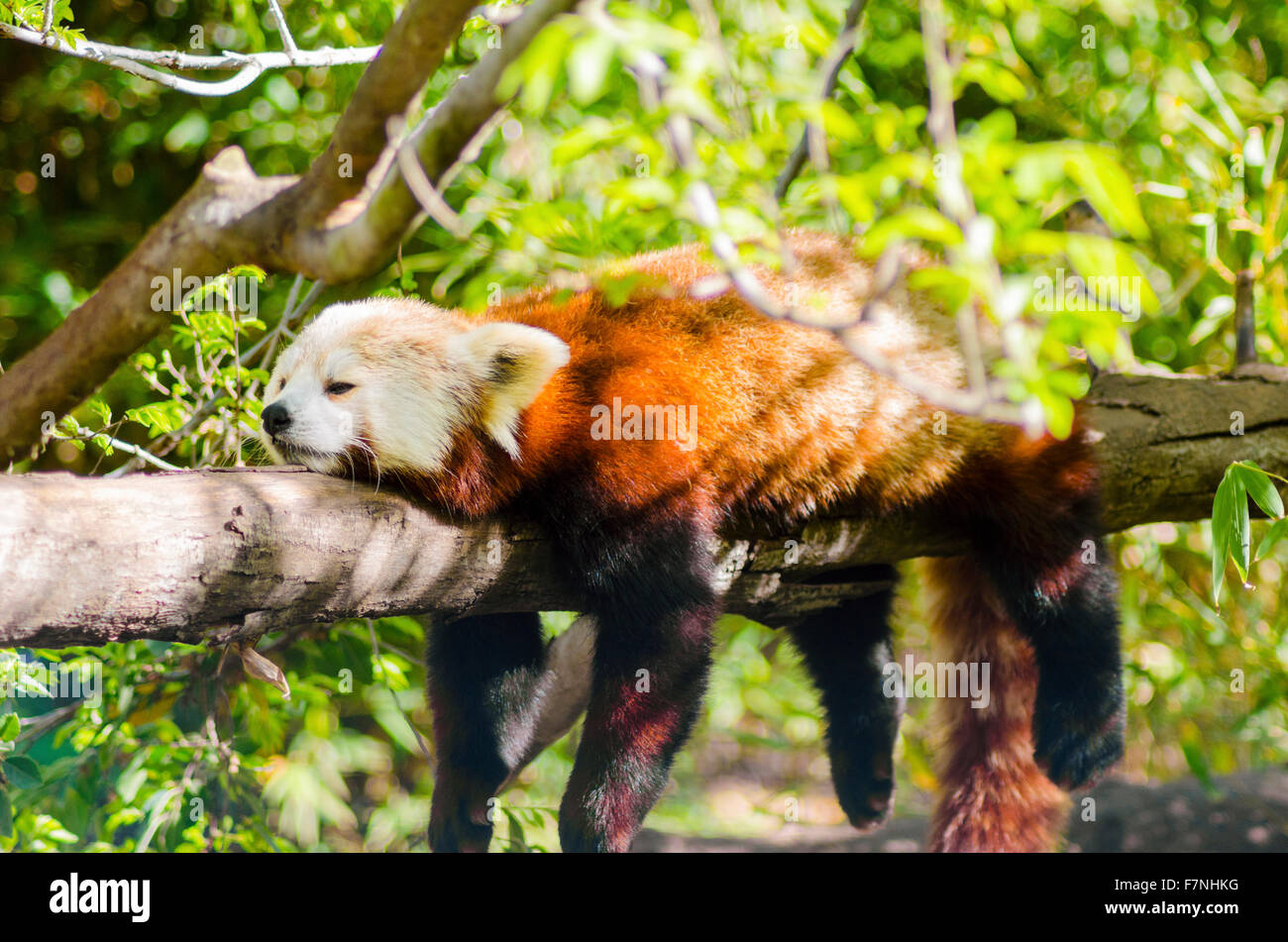 A beautiful red panda lying on a tree branch sleeping stretched out ...