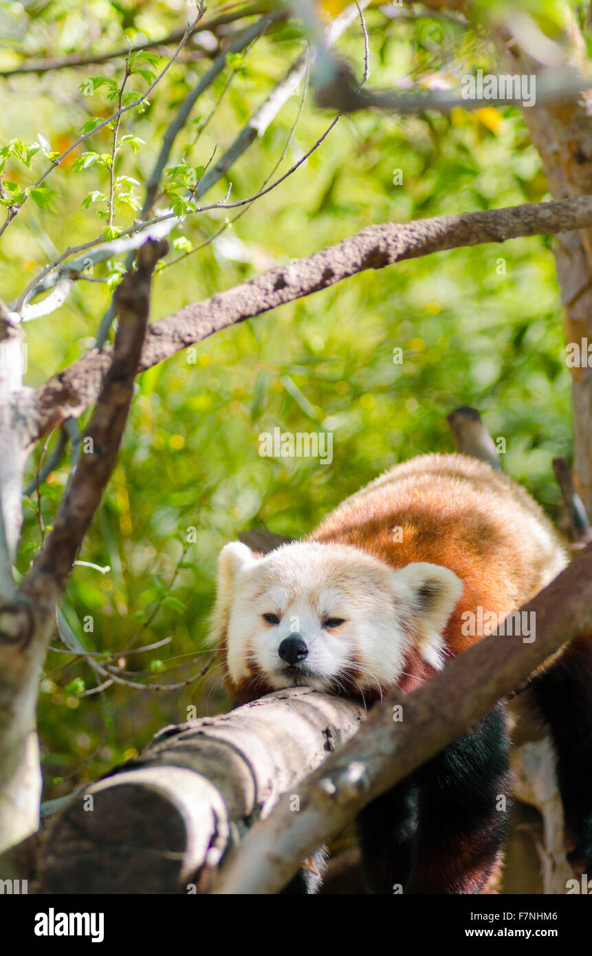 A beautiful red panda lying on a tree branch sleeping stretched out ...