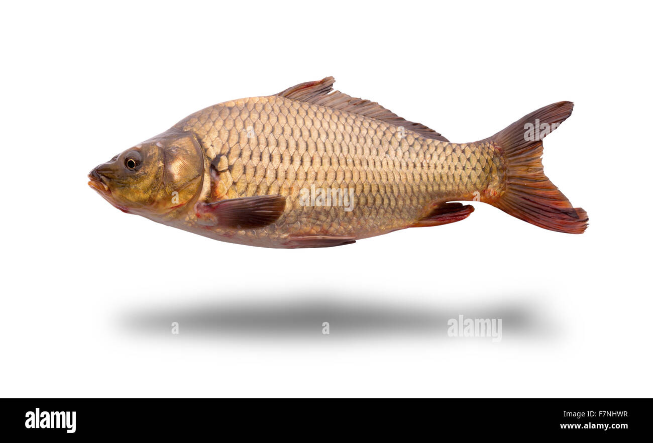 Fresh raw fish Stock Photo - Alamy