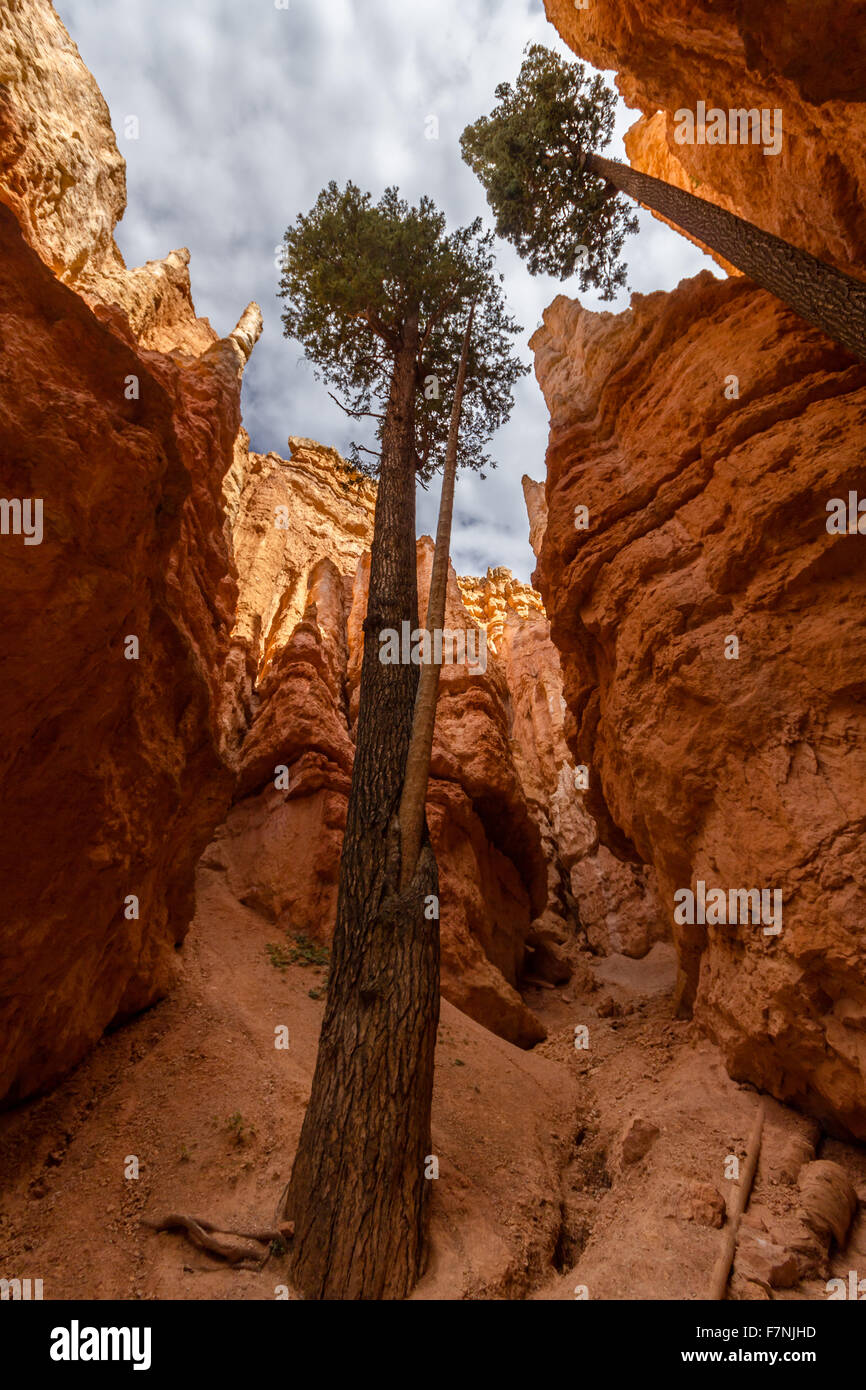 Tall trees inside Bryce Canyon Stock Photo - Alamy
