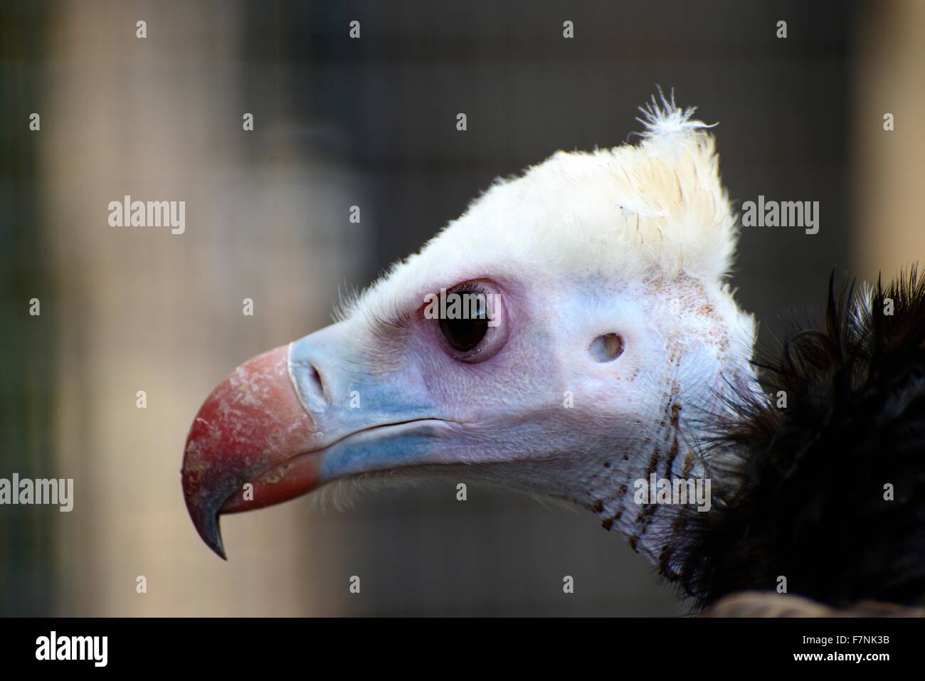 Vulture face portrait hi-res stock photography and images - Alamy Vulture face portrait hi-res stock photography and images - Alamy