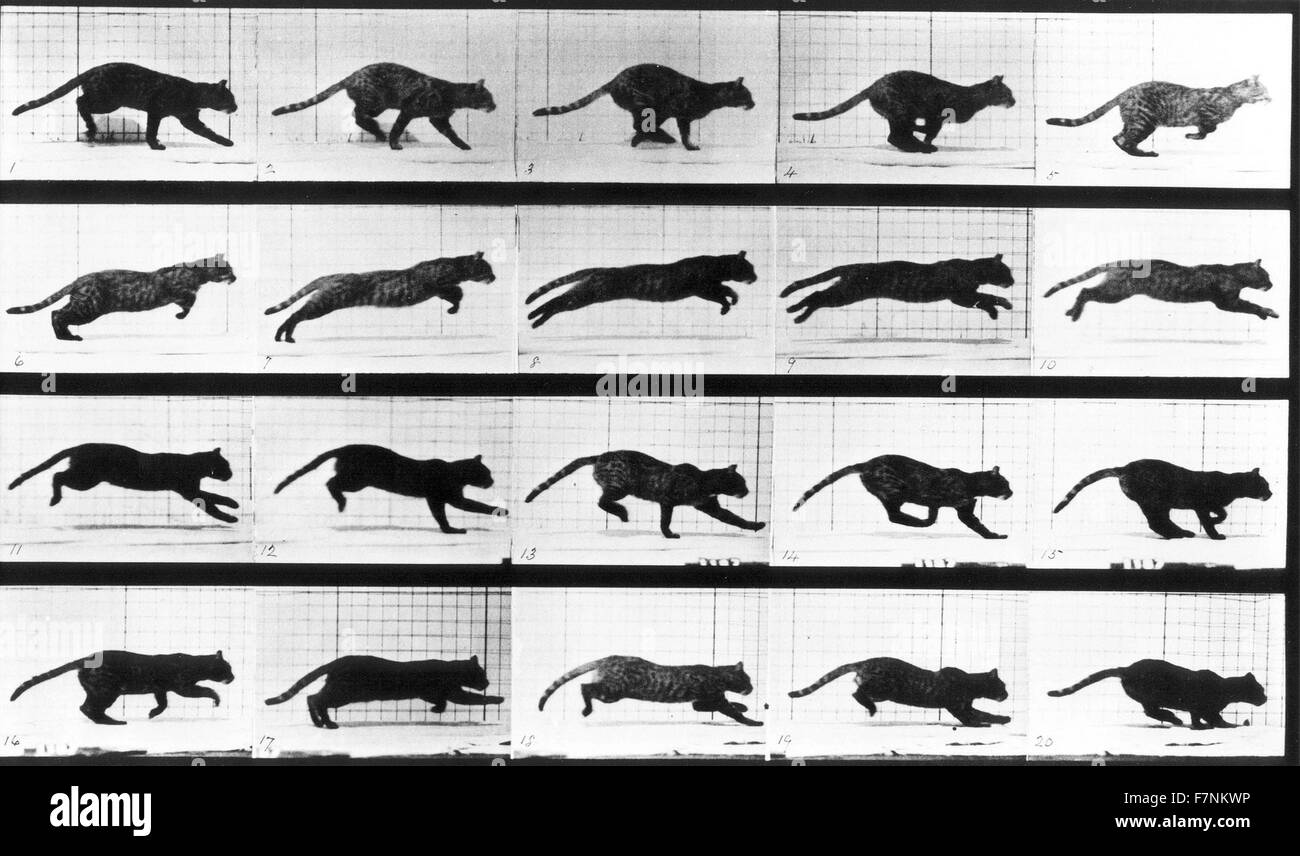 Cat eadweard muybridge hi-res stock photography and images - Alamy