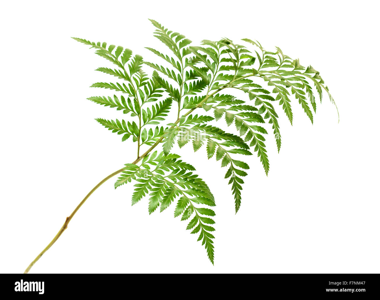 Rumohra adiantiformis, leatherleaf fern leaf isolated on white ...