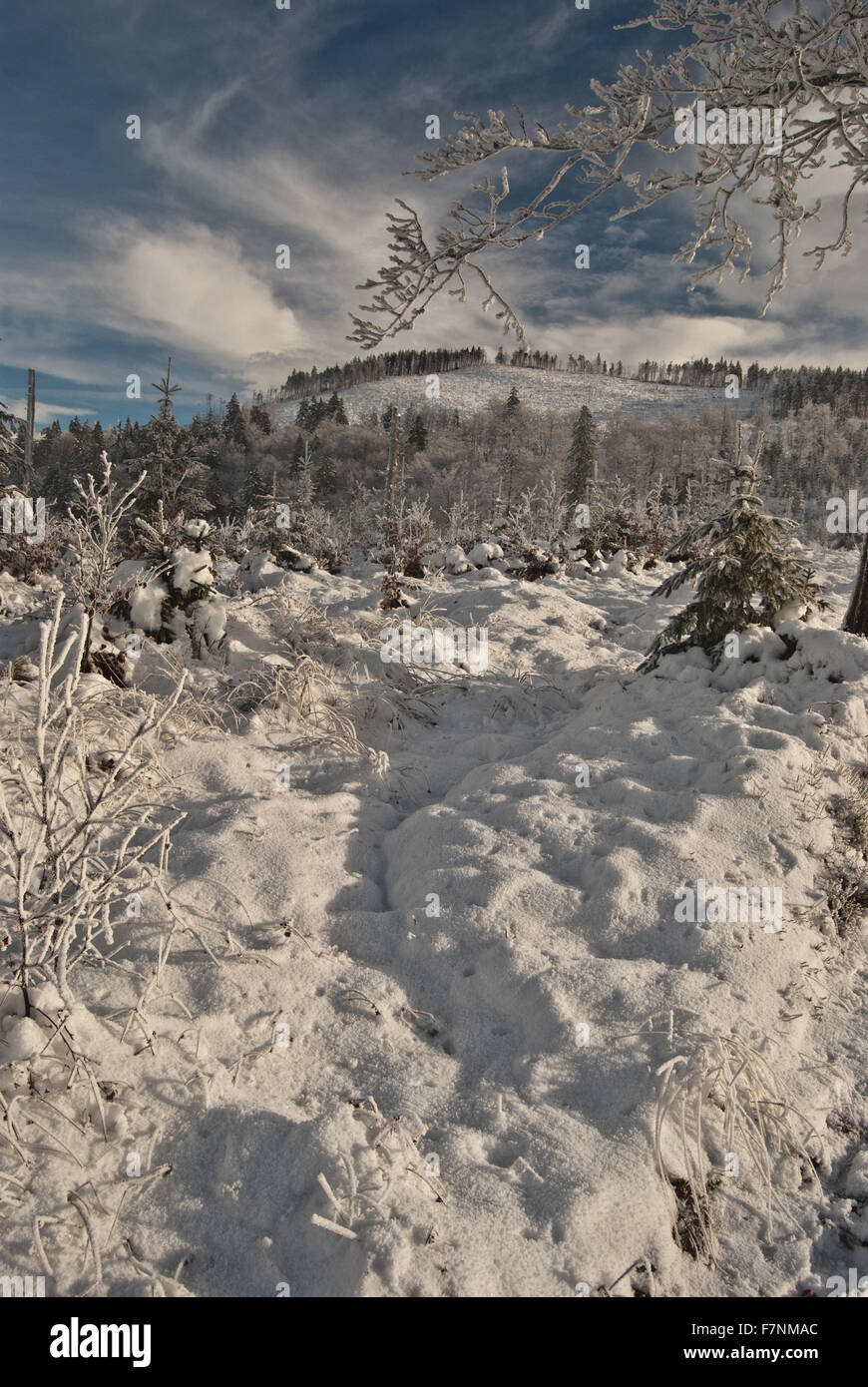 Hill tree winter hi-res stock photography and images - Alamy