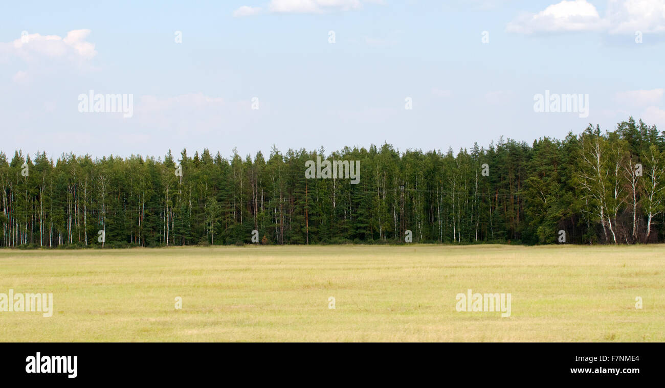 grass valley in forest during summer Stock Photo - Alamy