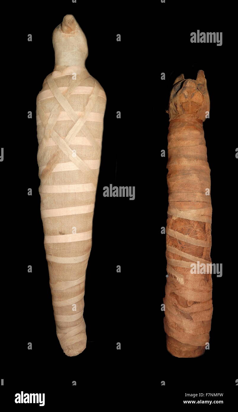 Egypt mummy animal hi-res stock photography and images - Alamy