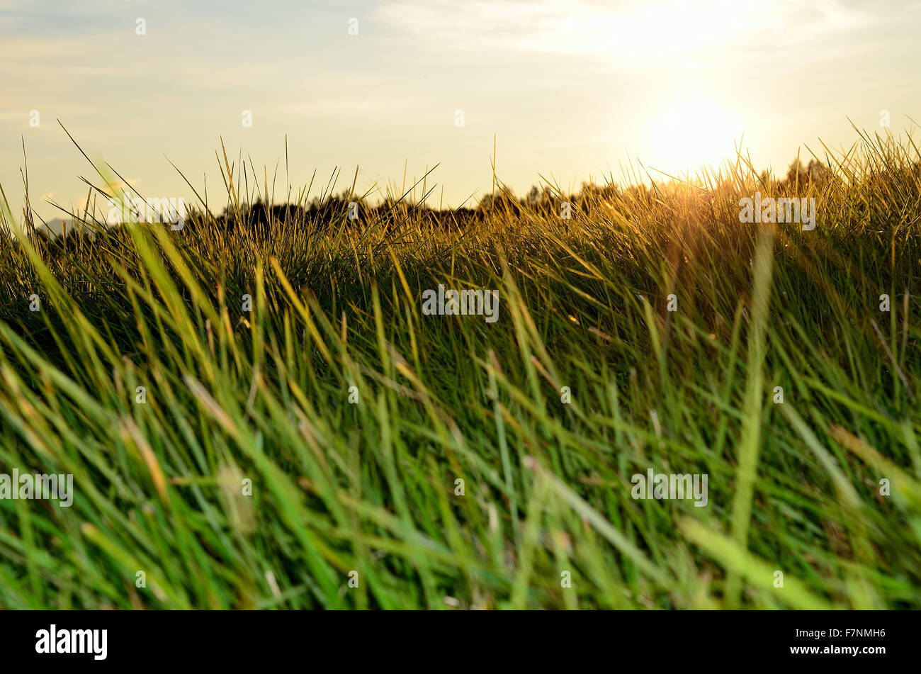 green grass field and sunlight macro photo Stock Photo - Alamy