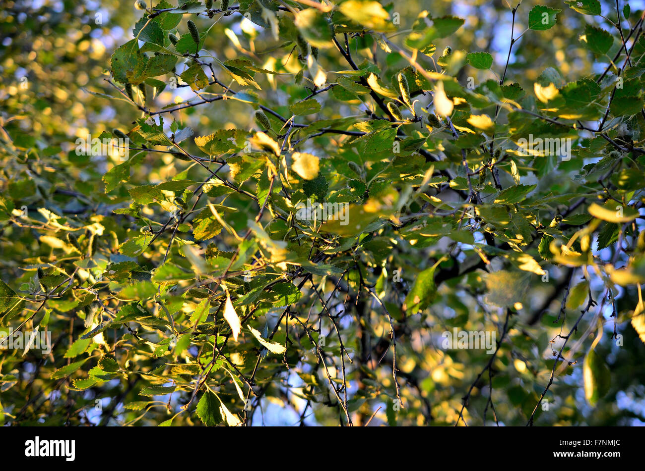 birch tree leaves turning yellow in autumn Stock Photo - Alamy