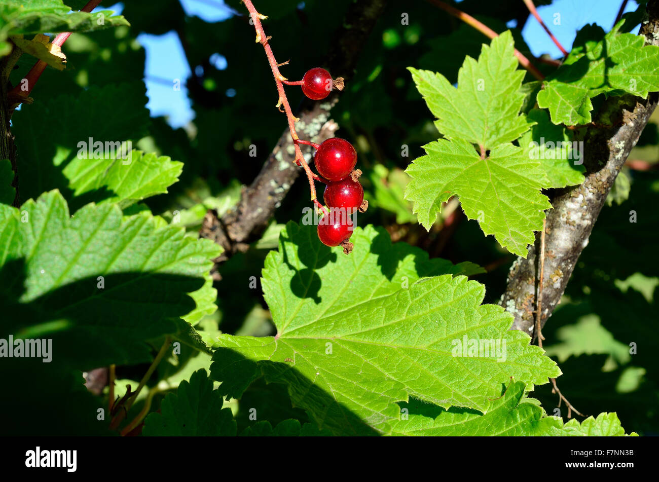 ripe wild red currant berries macro photo Stock Photo - Alamy