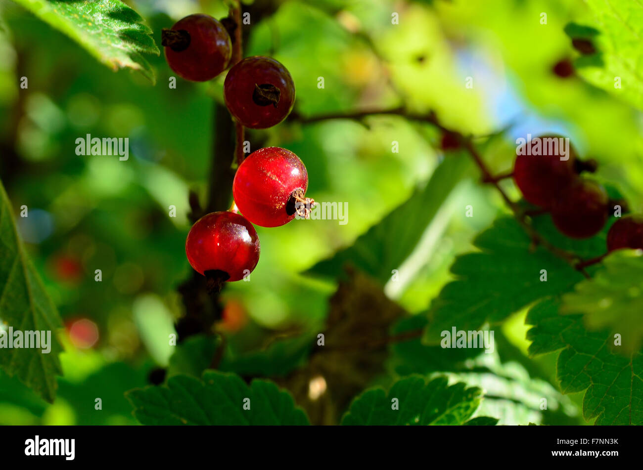 ripe wild red currant berries macro photo Stock Photo - Alamy