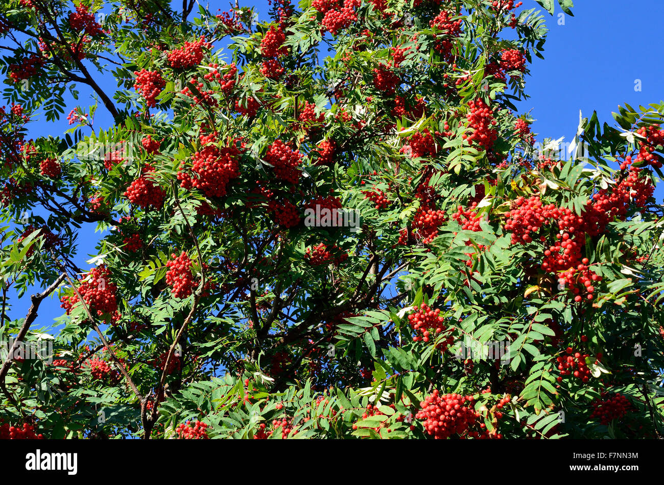 vibrant red berries on rowan tree in autumn Stock Photo - Alamy