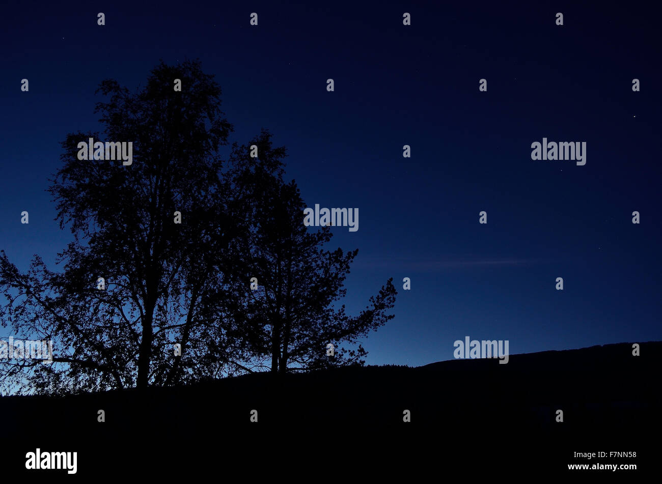 Dark blue night tree hi-res stock photography and images - Alamy