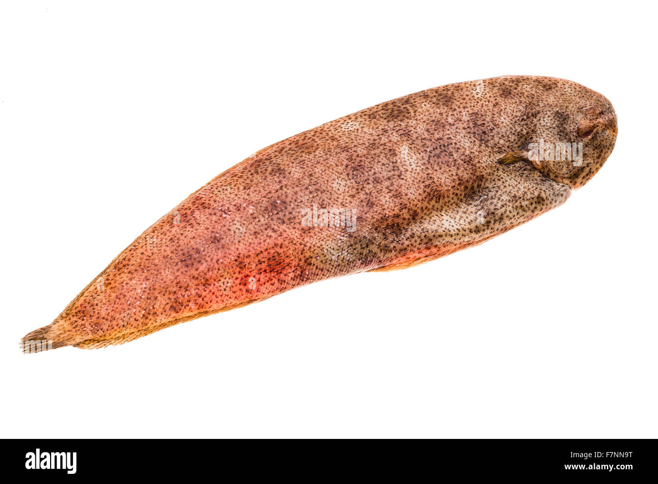 Fish Dover sole Stock Photo - Alamy