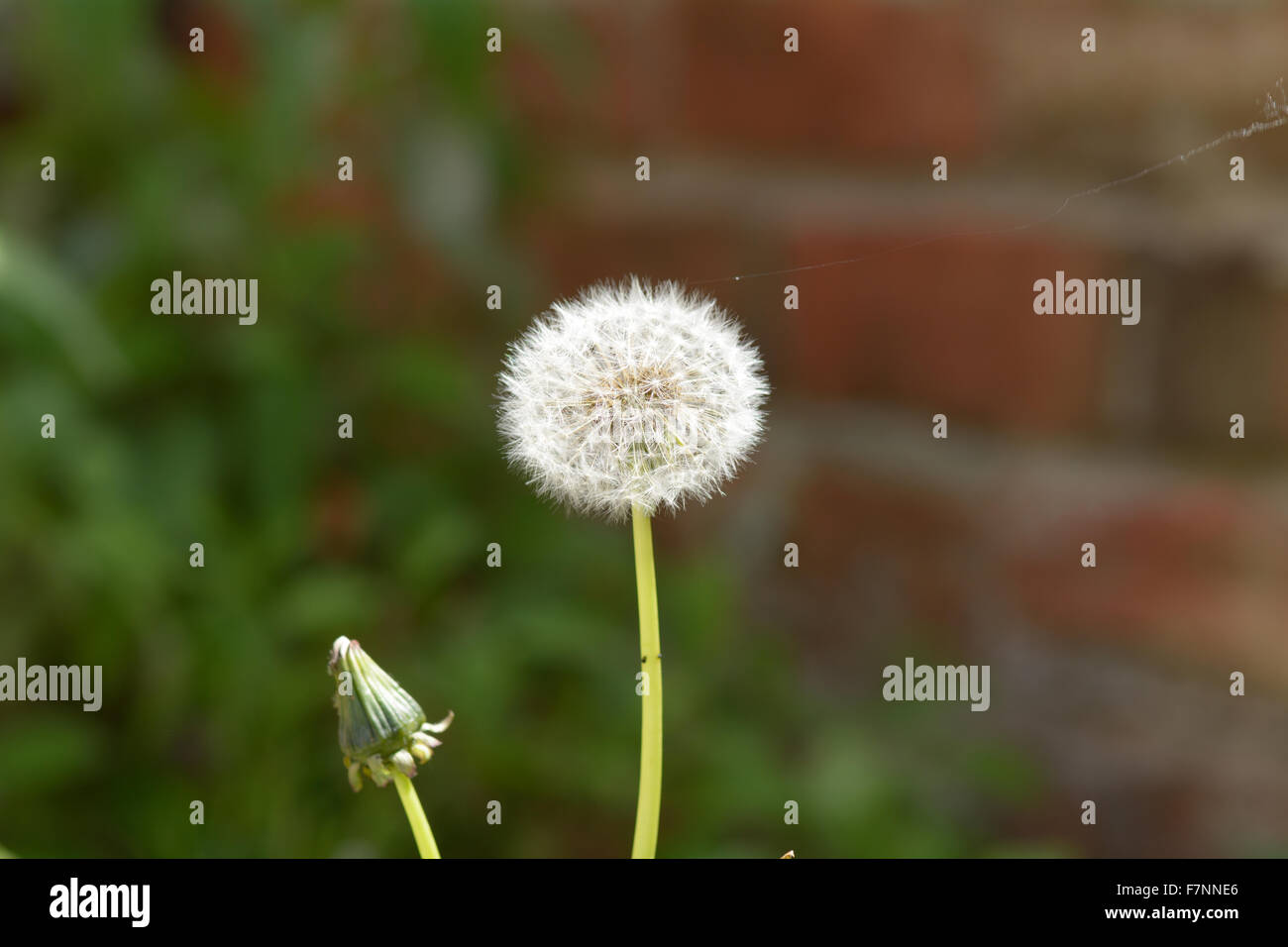 Dandelion (taraxacum) pod head full of seeds Stock Photo - Alamy