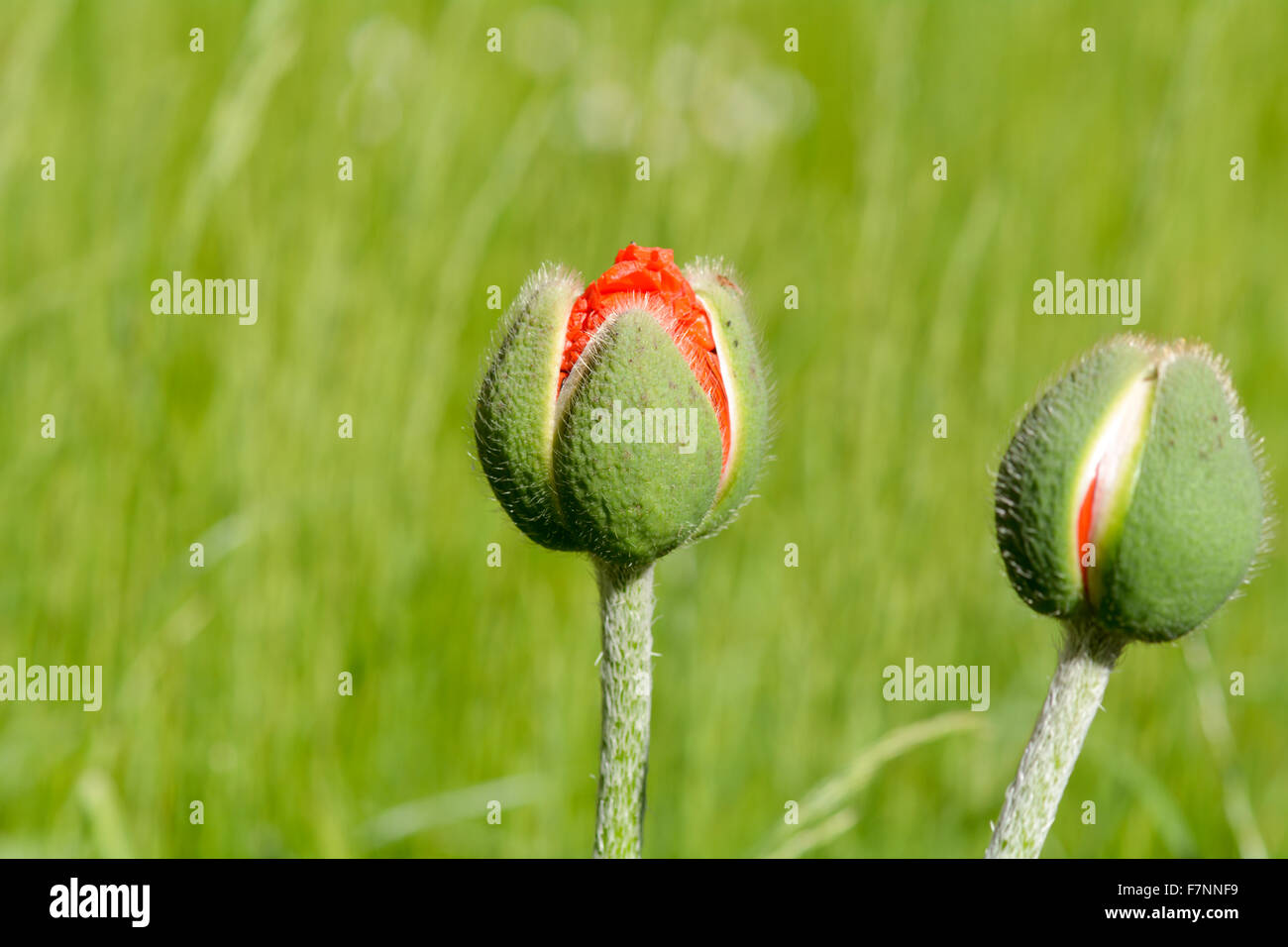 Poppy (papaver rhoeas) flower emerging from bud Stock Photo - Alamy