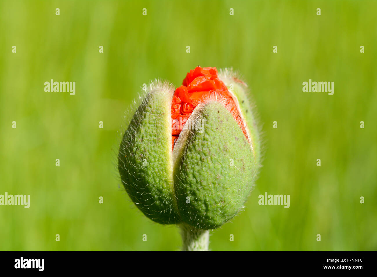 Red poppy emerging hi-res stock photography and images - Alamy