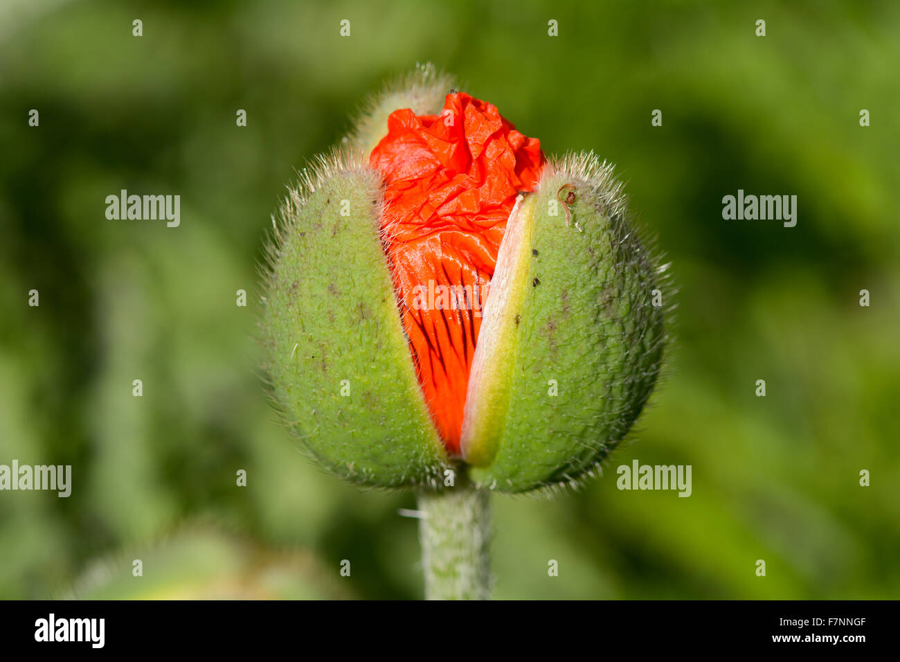 Red poppy emerging hi-res stock photography and images - Alamy