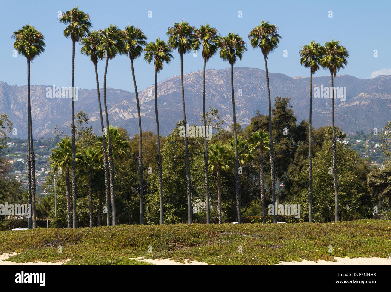 Tall palm trees in Santa Barbara Stock Photo - Alamy