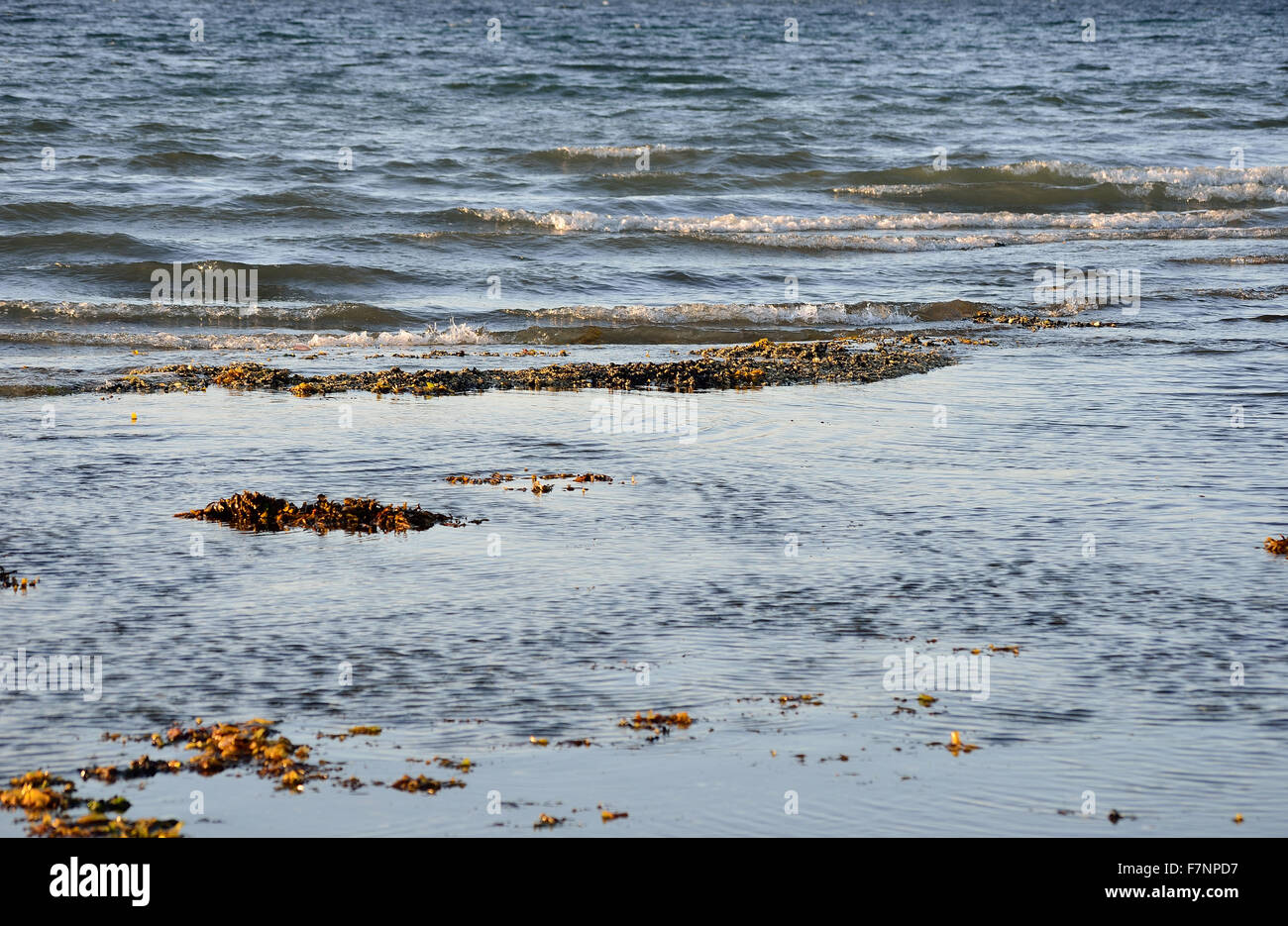 Seaweed splash wave in sunny hi-res stock photography and images - Alamy