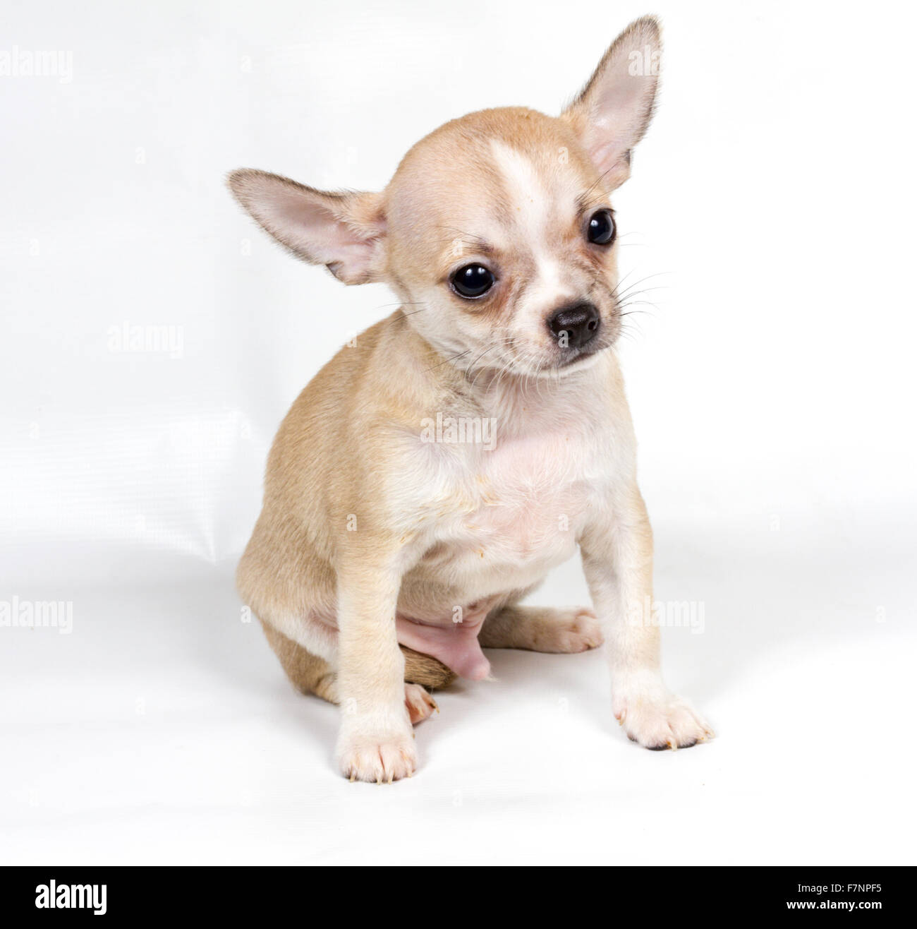 Chihuahua puppy in front of white background Stock Photo - Alamy
