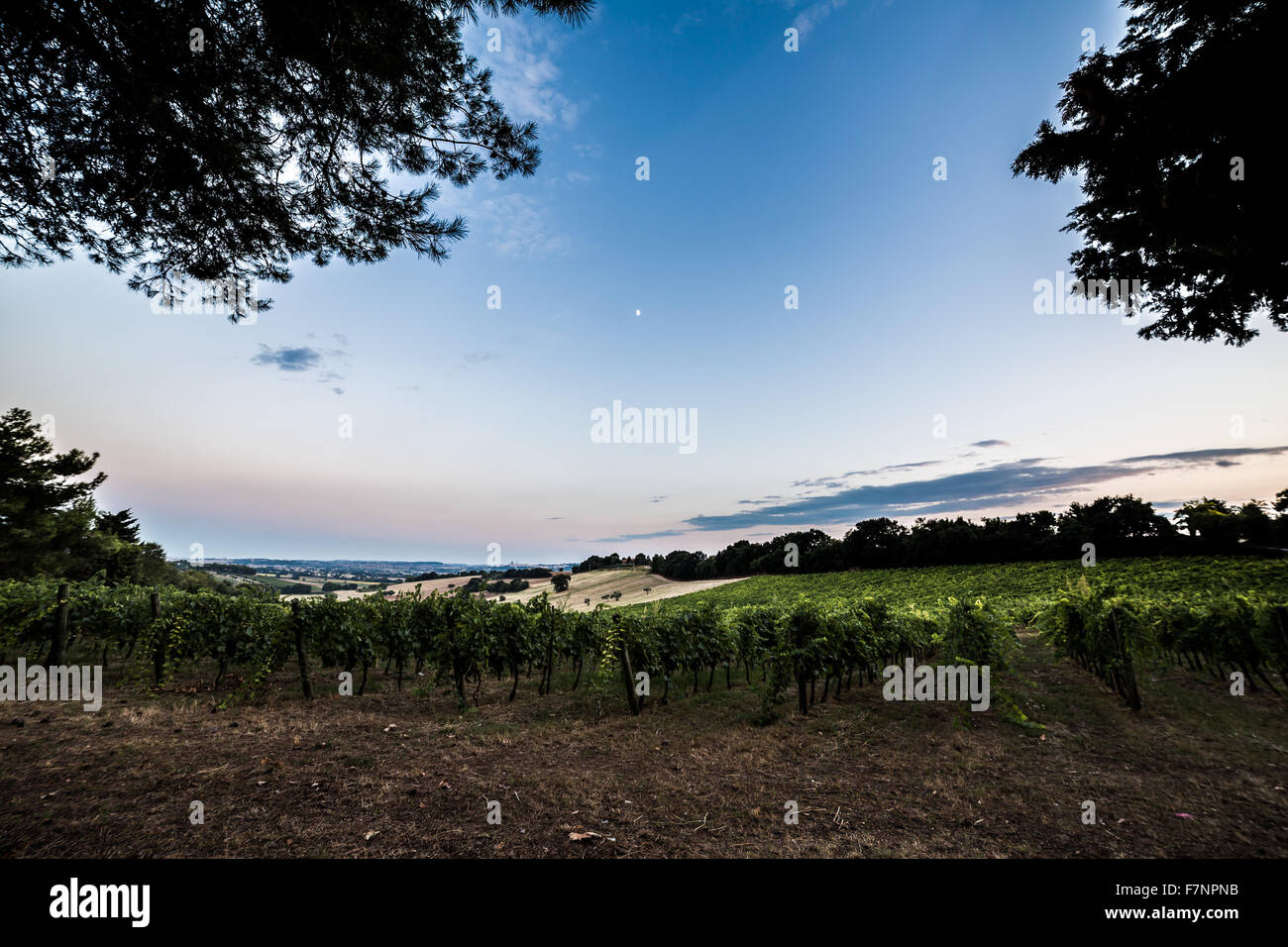 moon on the vineyard in the italian counstryside Stock Photo - Alamy