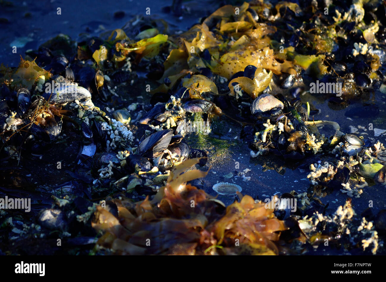 sea weed, water and shells on sea shore macro photo Stock Photo - Alamy