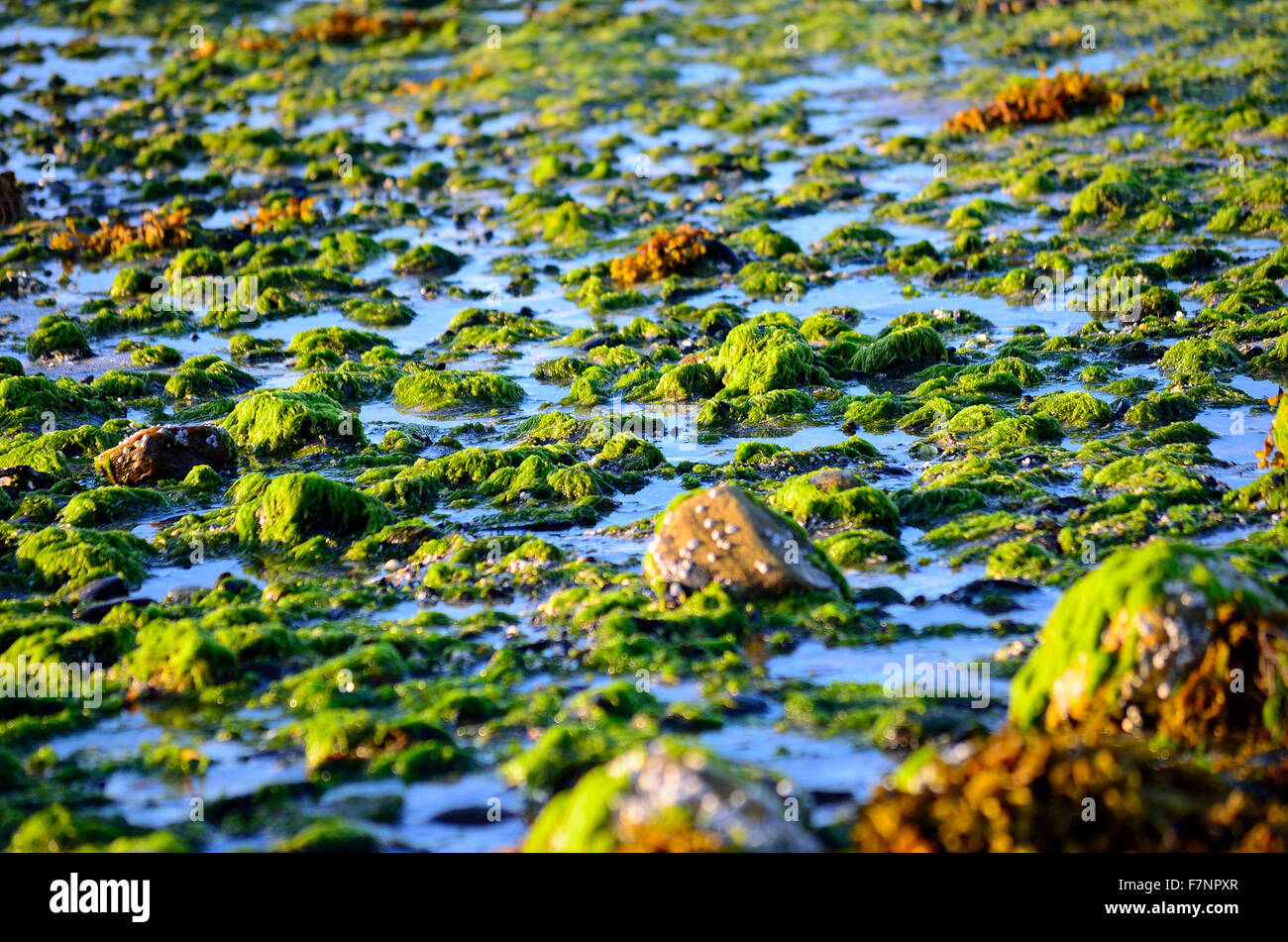 beautiful sea shore covered in vibrant green algae in autumn sunlight ...