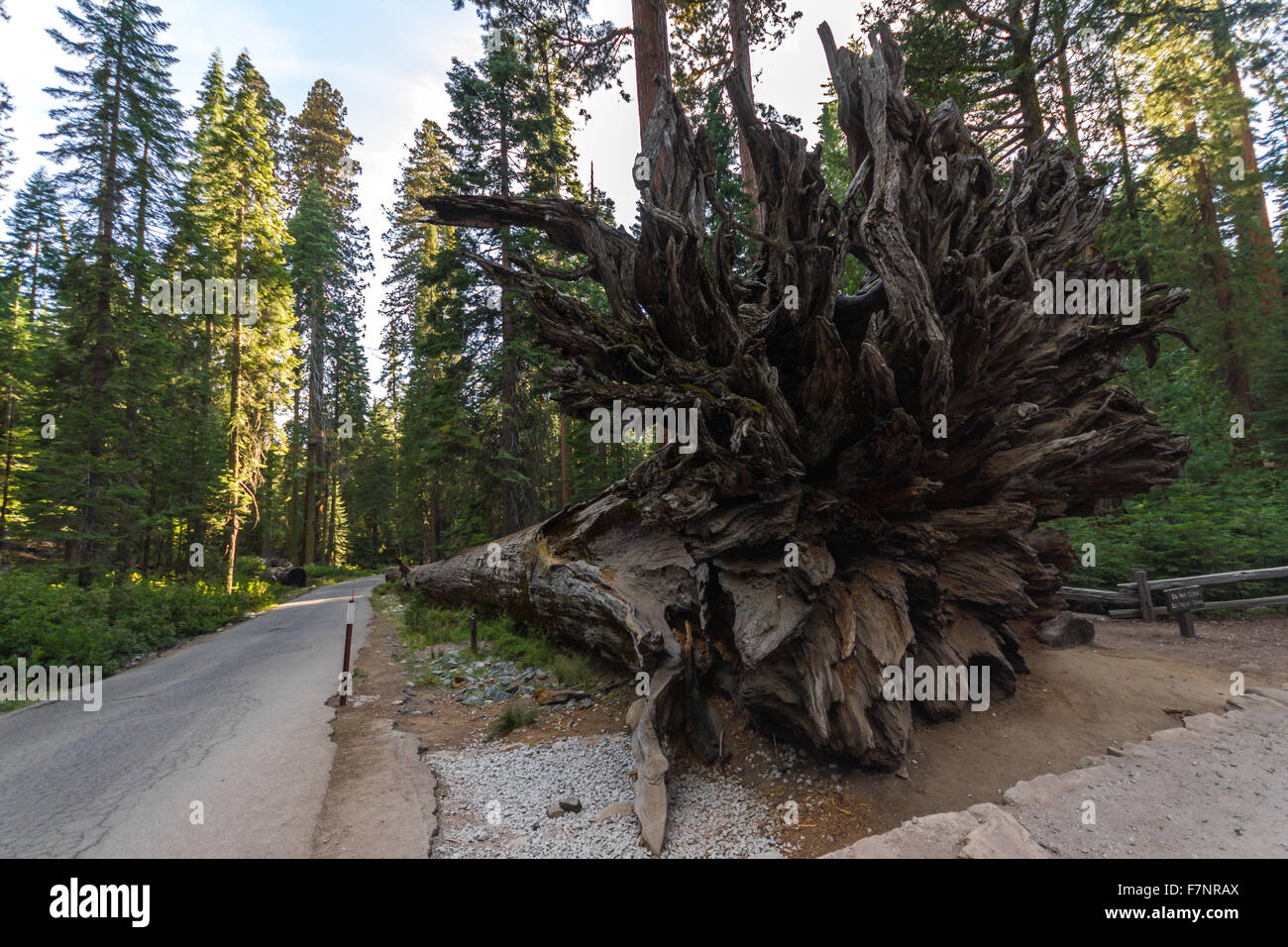 Giant sequoia roots hi-res stock photography and images - Alamy
