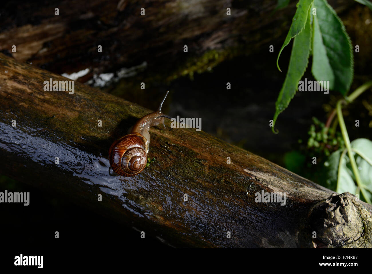 Snail in forest Stock Photo - Alamy
