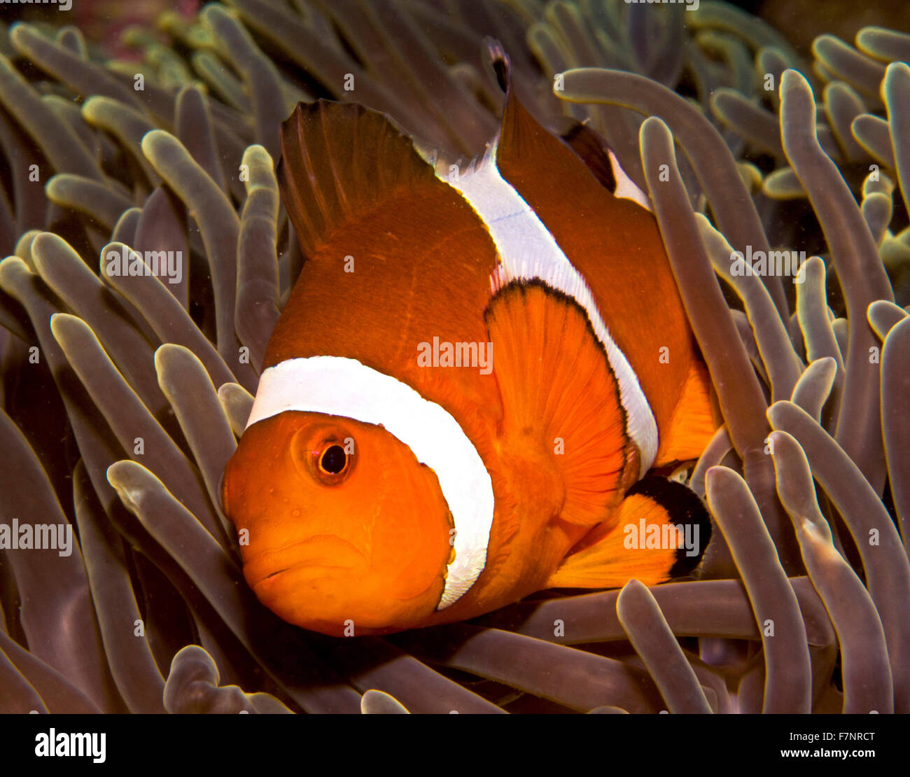 Finding nemo in malaysia hi-res stock photography and images - Alamy