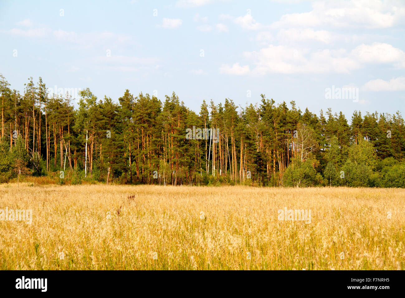 grass valley in forest during summer Stock Photo - Alamy