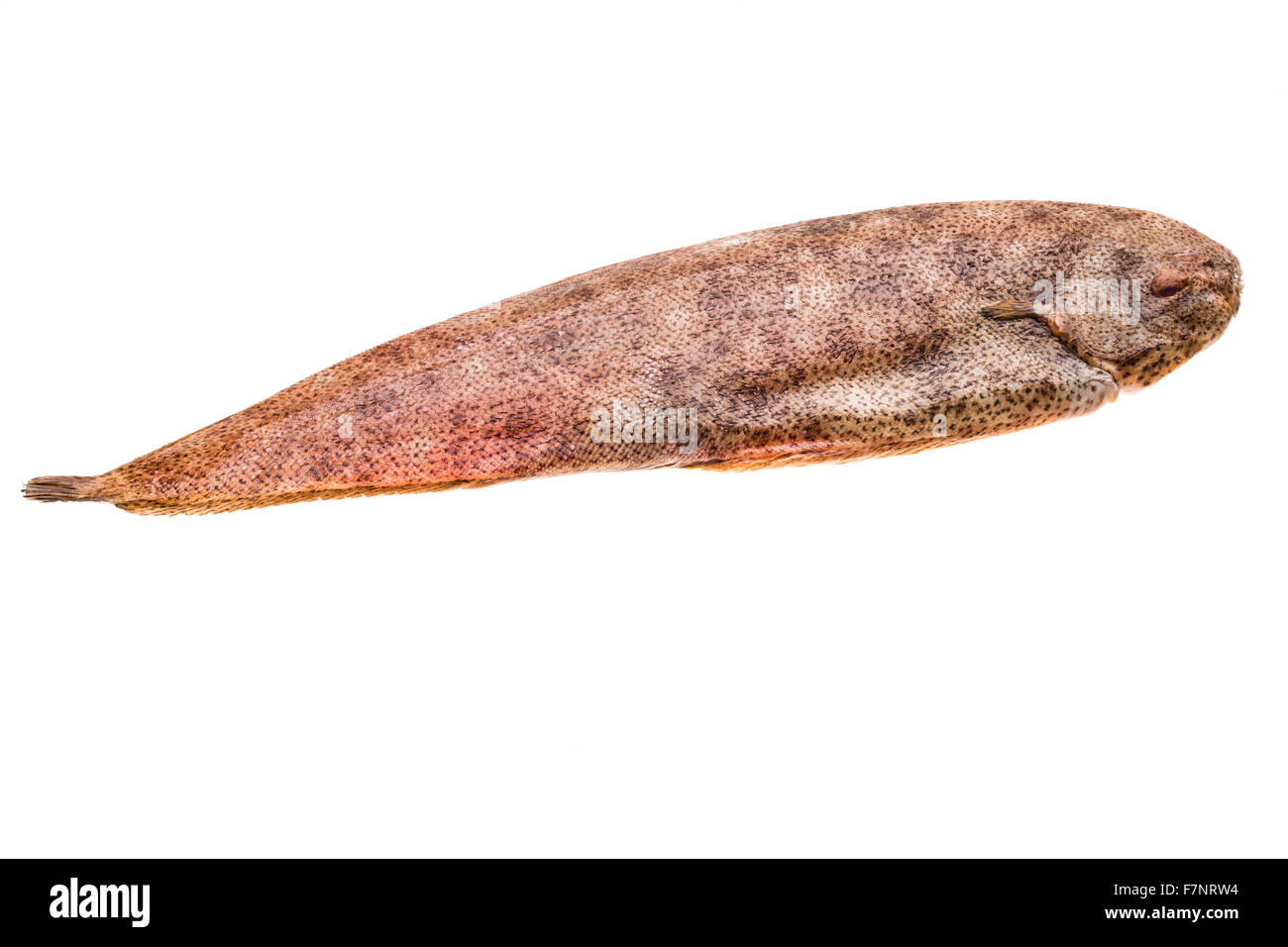 Fish Dover sole Stock Photo - Alamy