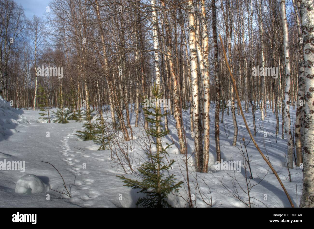 Moose tracks hi-res stock photography and images - Alamy
