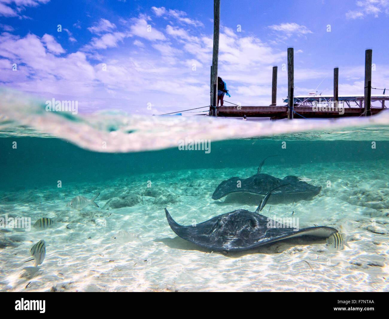 Swim with stingrays bahamas hi-res stock photography and images - Alamy