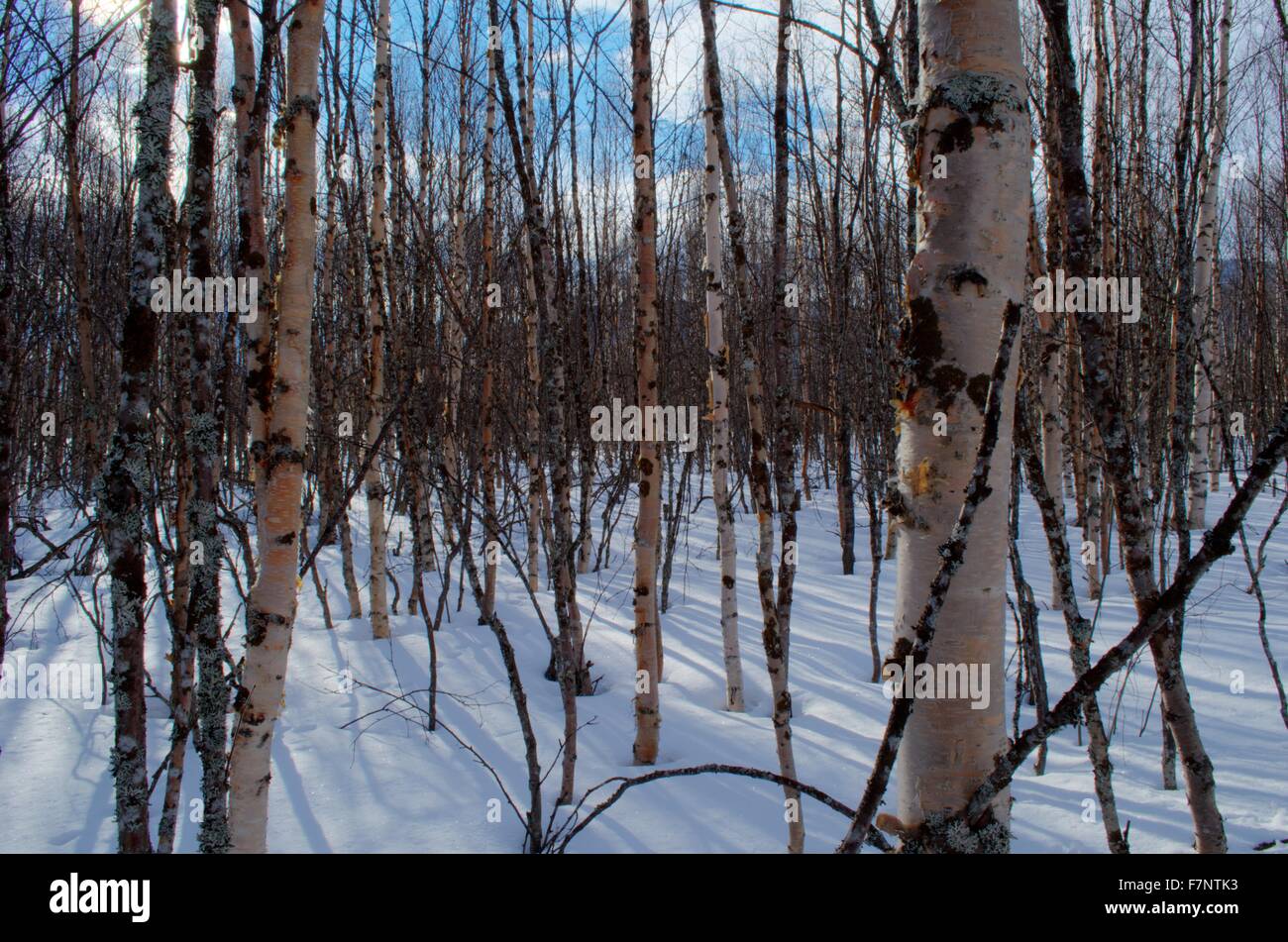 sunny birch tree forest in snowy spring time Stock Photo - Alamy