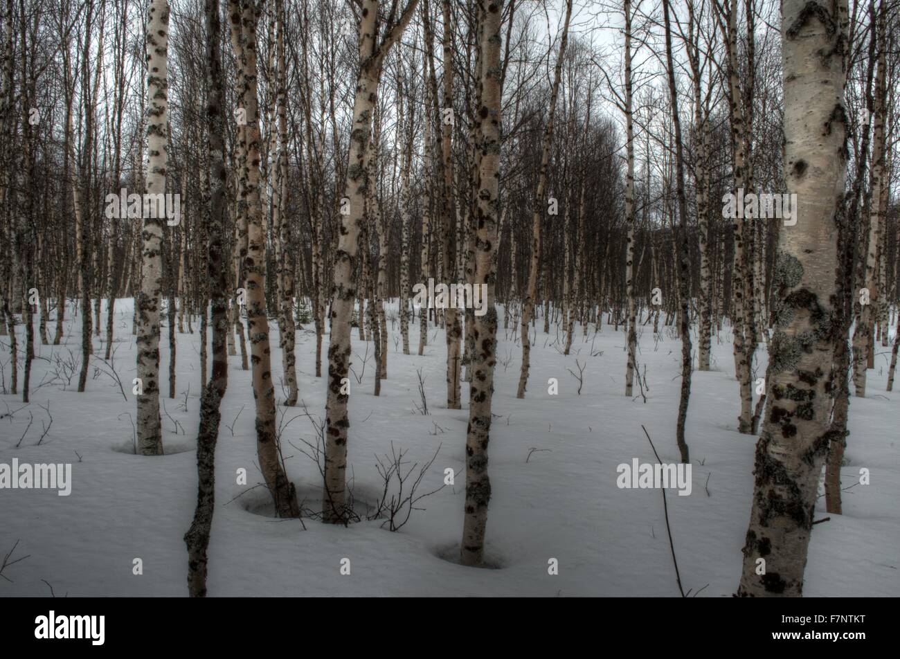 vibrant spring time snowy birch forest Stock Photo - Alamy