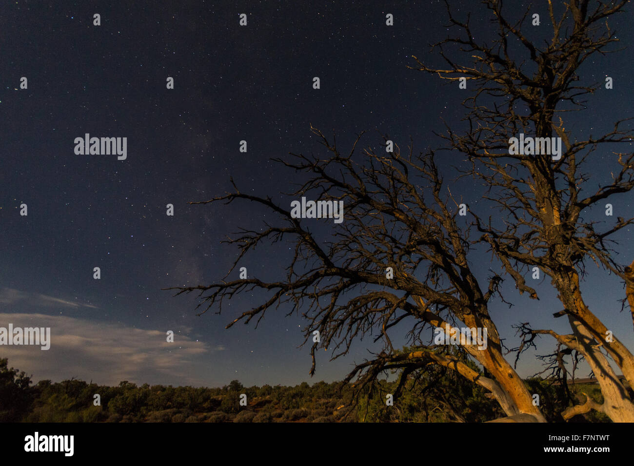 Desert dead tree night hi-res stock photography and images - Alamy