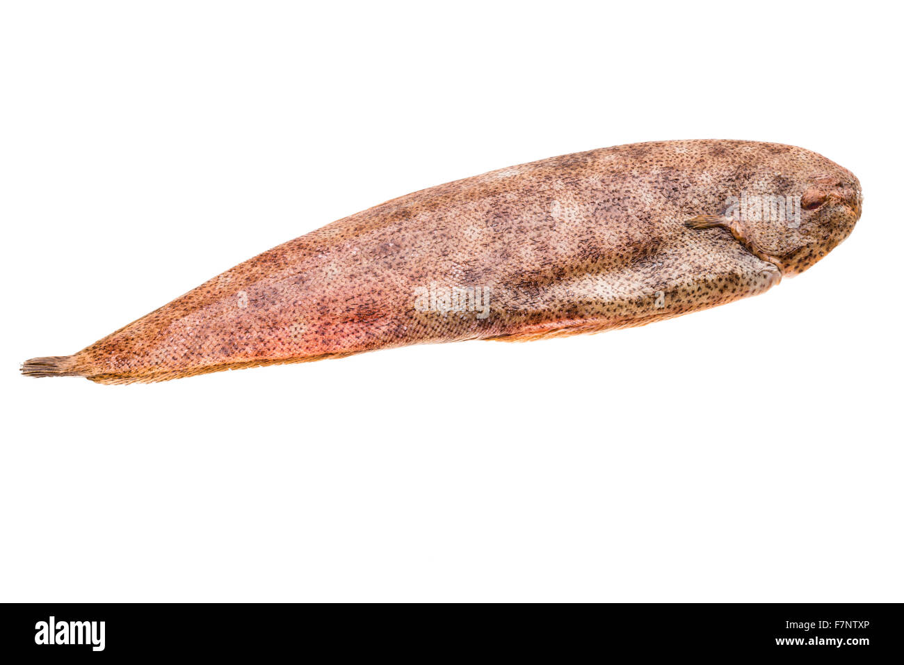 Fish Dover sole Stock Photo - Alamy