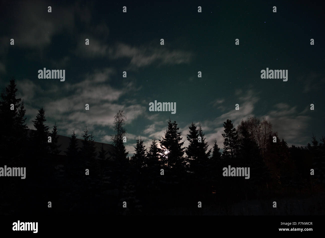 Beautiful aurora borealis in winter spruce tree forest Stock Photo - Alamy