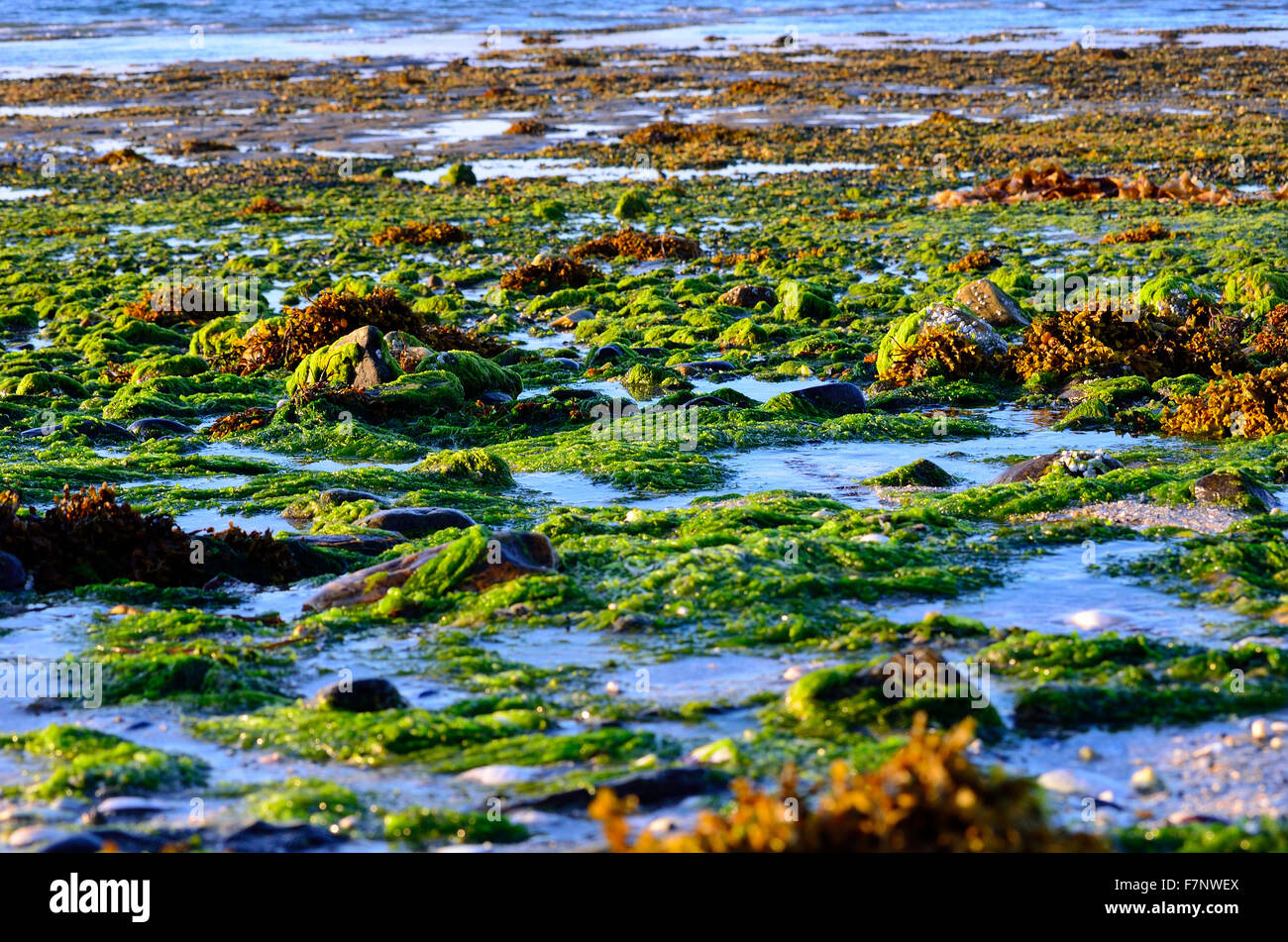 Rock covered in green sea weed hi-res stock photography and images - Alamy