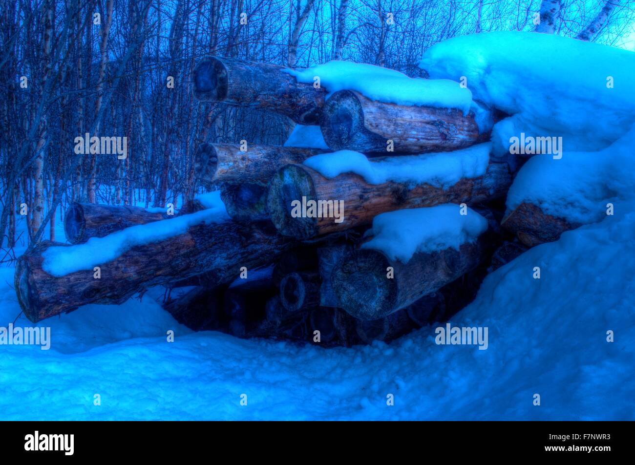 vibrant stack of huge pine tree logs covered in snow Stock Photo - Alamy