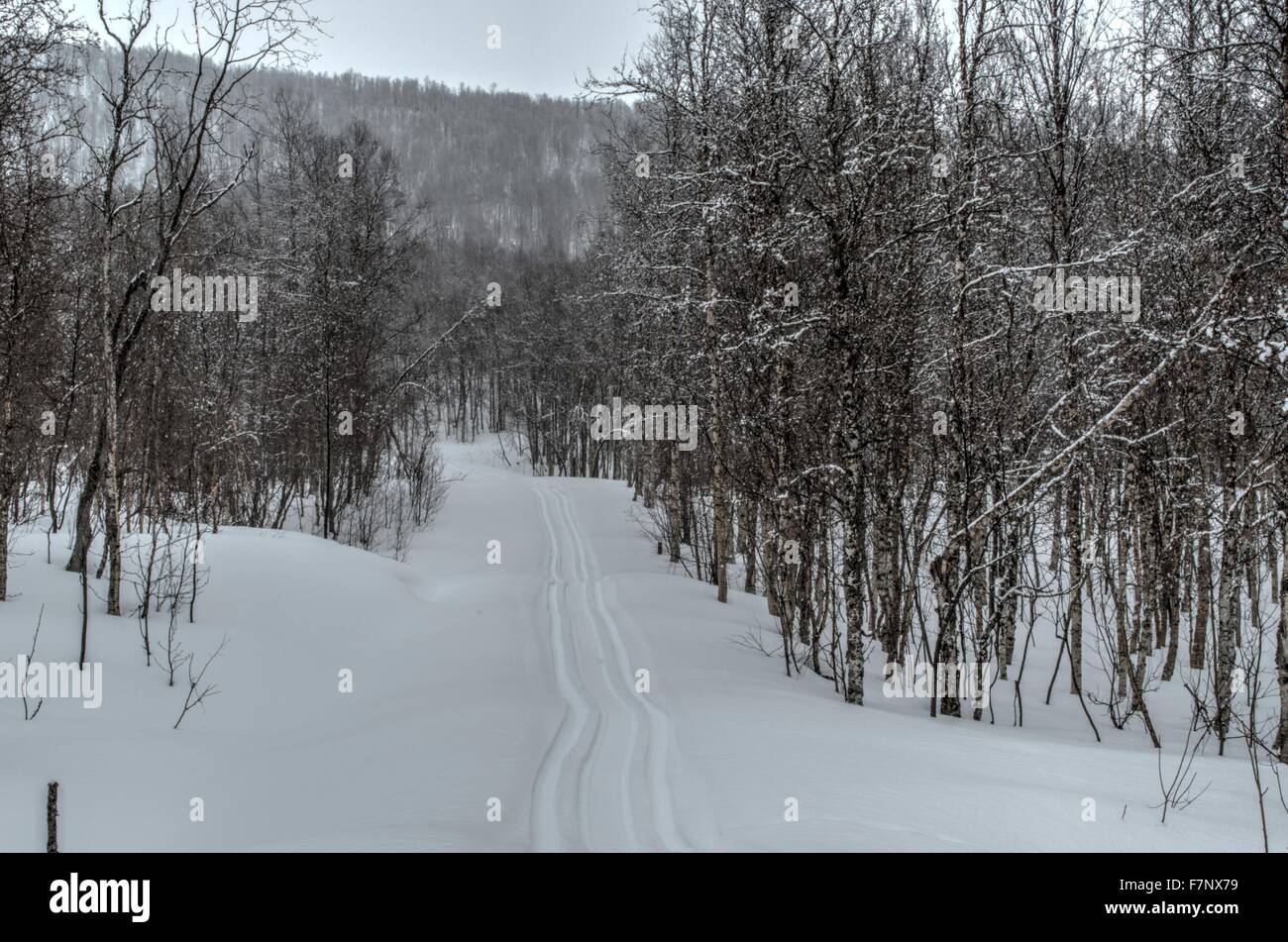 beautiful mountain birch forest in easter with snowmobile tracks Stock ...