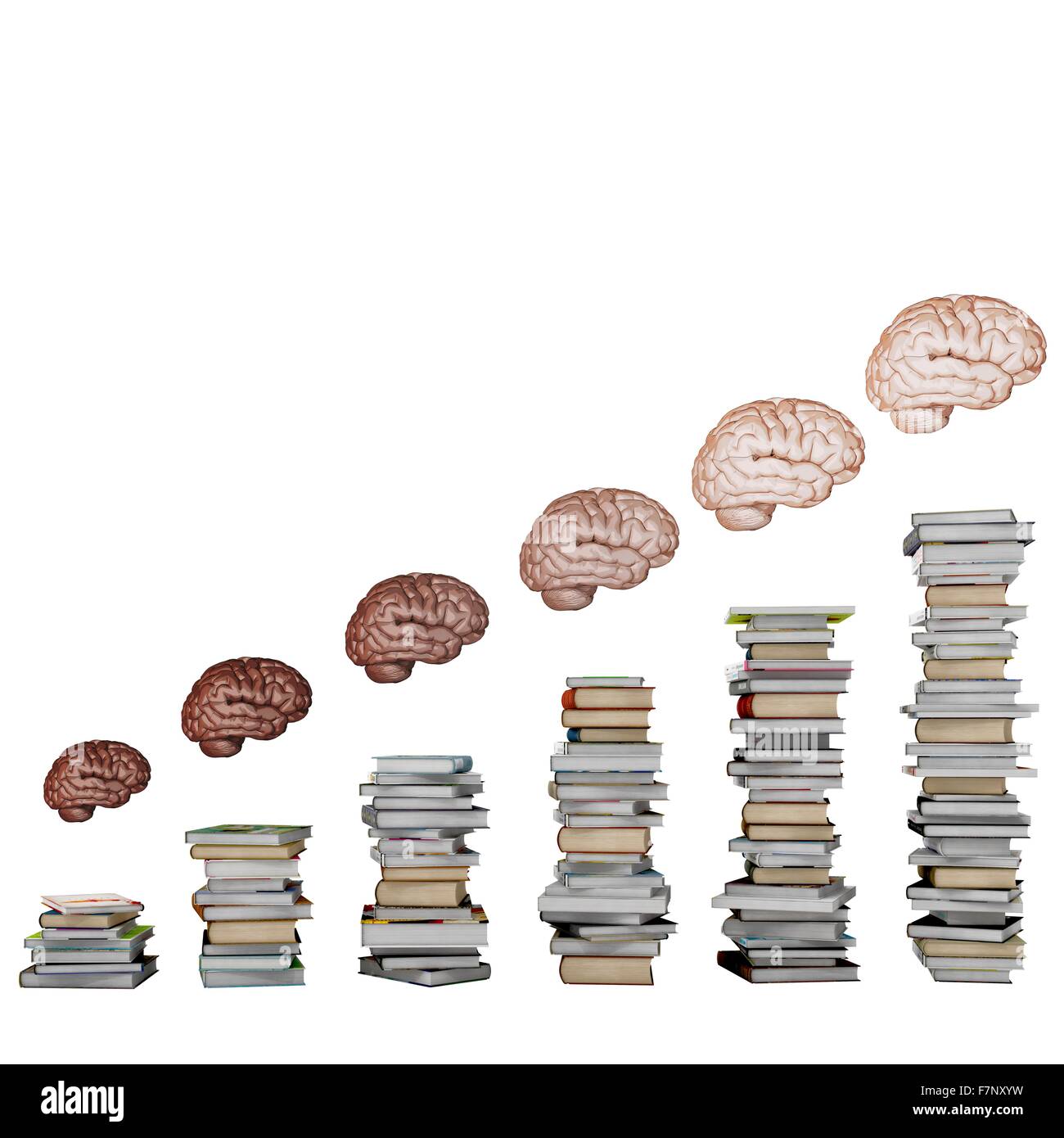 Development of brain Stock Photo - Alamy