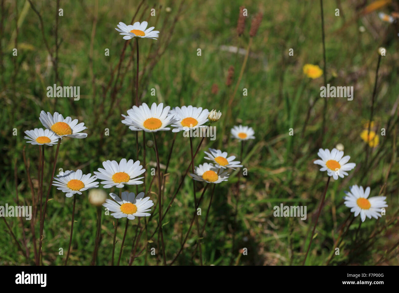 Daisies in a field Stock Photo - Alamy