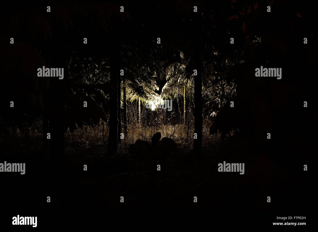 Forest at midnight hi-res stock photography and images - Alamy