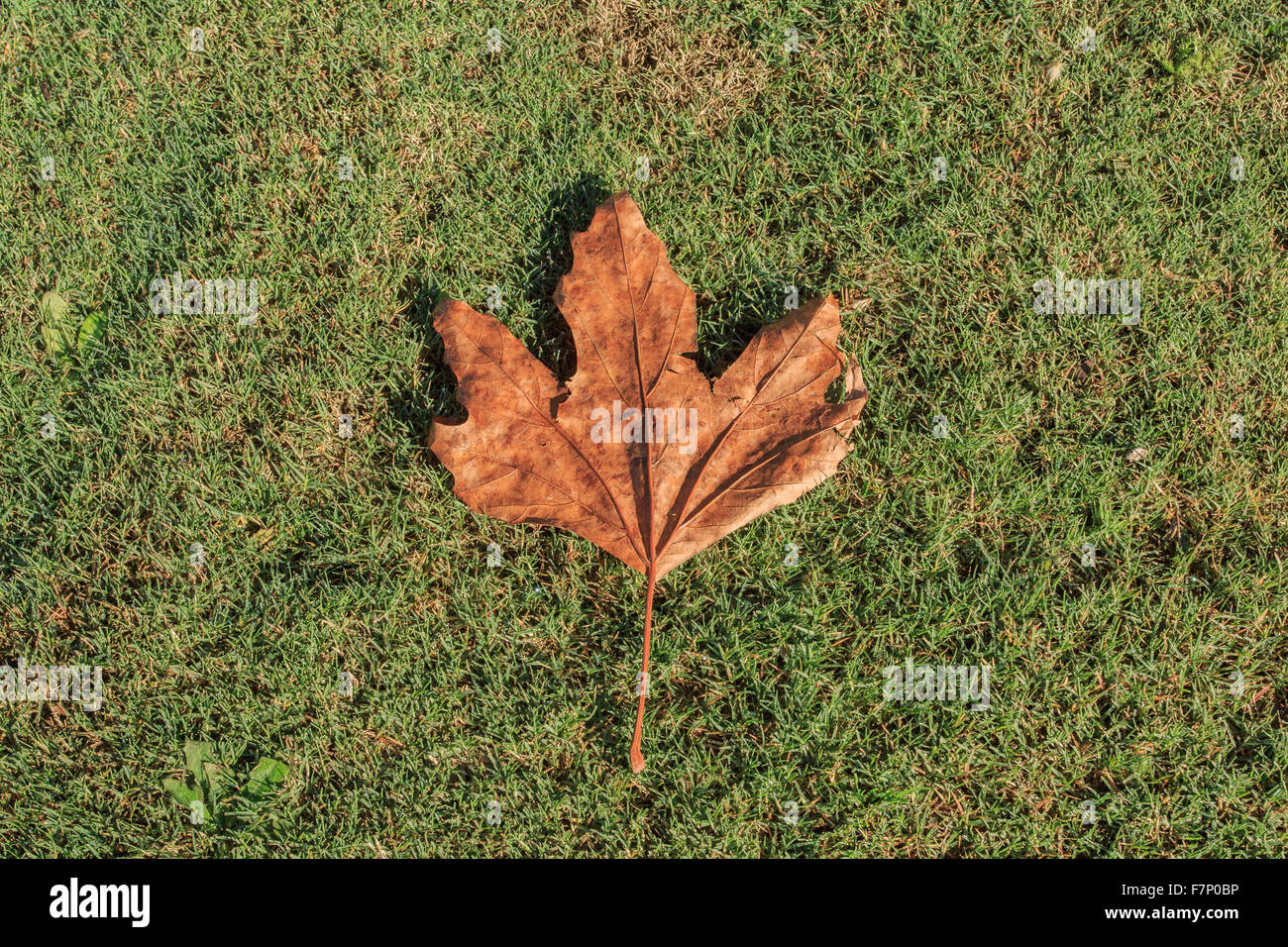 Dried Maple Leaf Stock Photo - Alamy