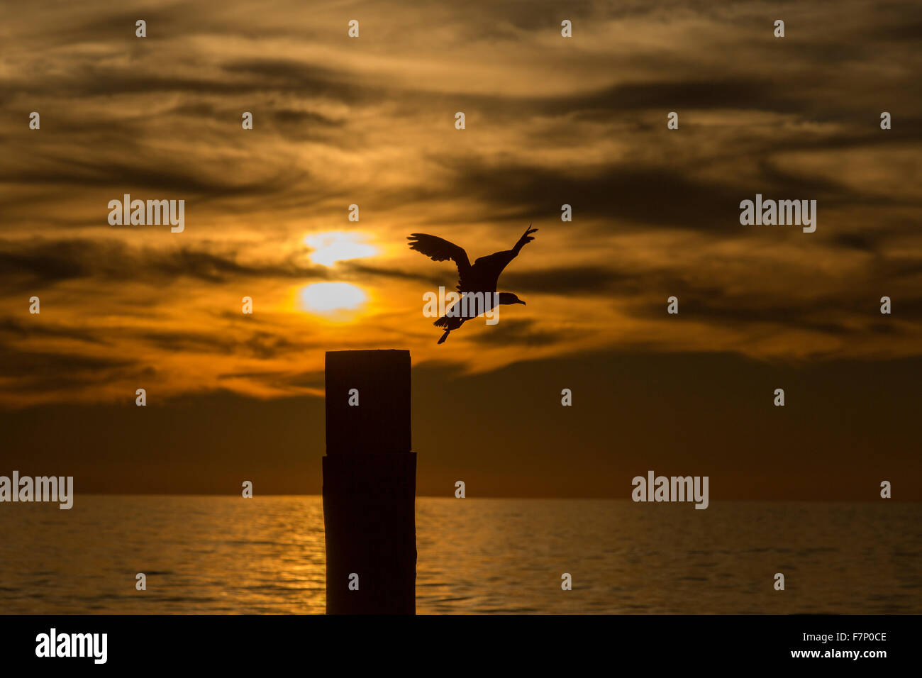 Bird at sunset Stock Photo - Alamy