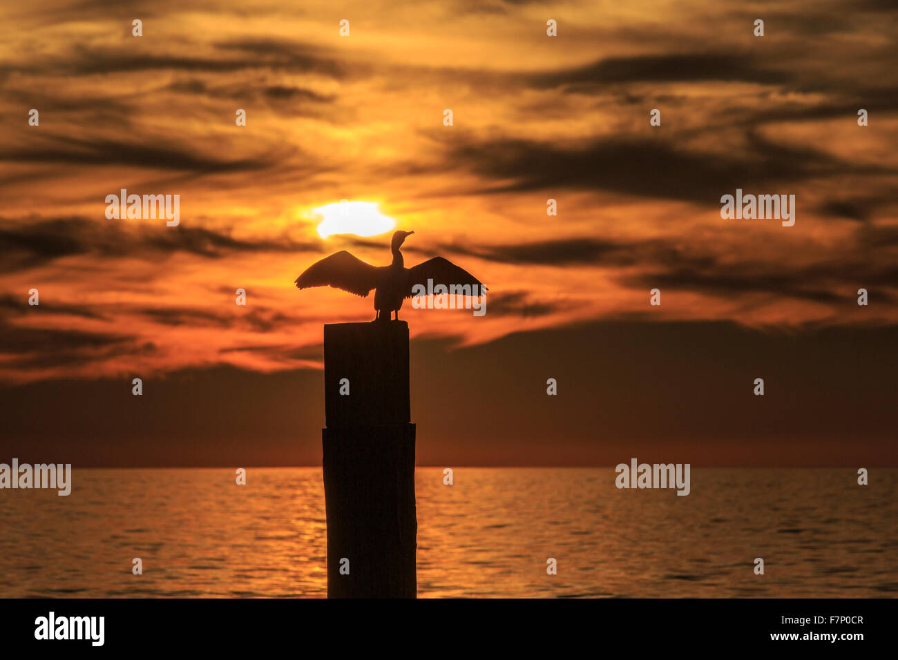 Bird at sunset Stock Photo - Alamy