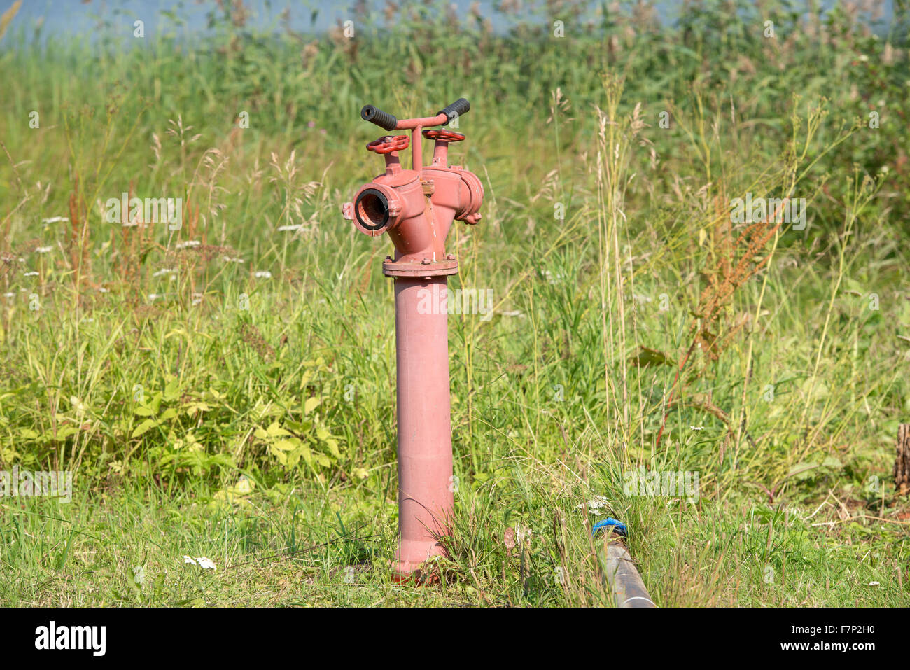 Red fire hydrant on the background of green grass Stock Photo - Alamy