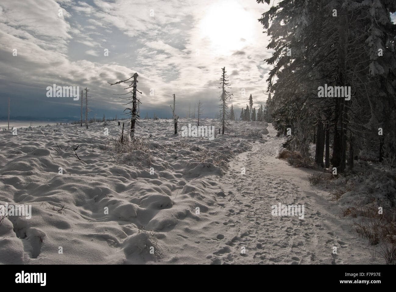 winter hiking trail with snow near Barania Gora hill in Beskid Slaski ...
